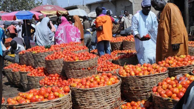 Sénégal : La culture de la tomate en phase de relance - Notre Continent