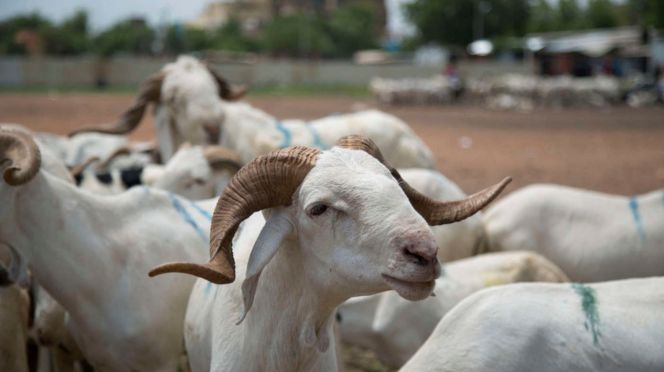 Tabaski 2023 : Les prix des sacs d'aliments en hausse - Notre Continent