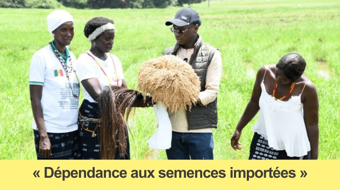 La campagne agricole de 2025 : Un succès trompeur pour le Sénégal ...